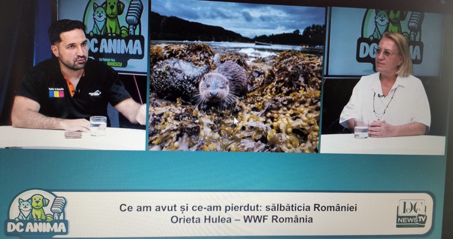 Sălbăticia pierdută a României. Orieta Hulea, directoarea WWF-România ...